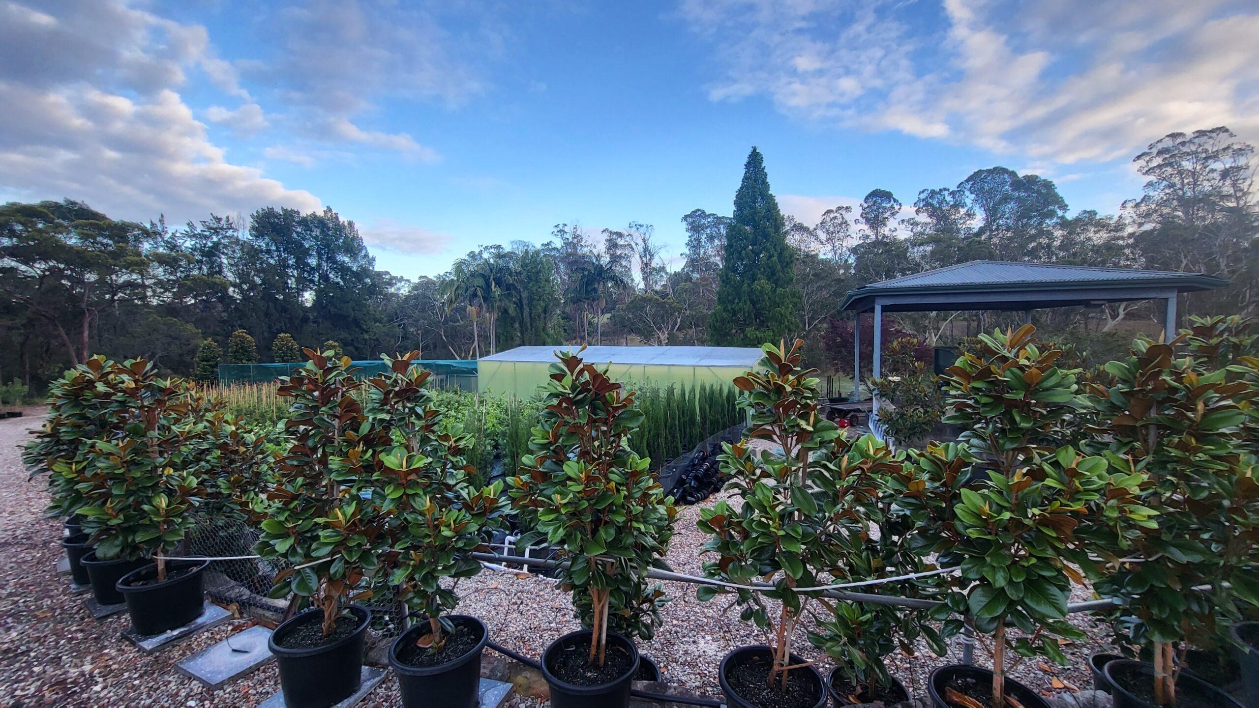 Plant Gallery - Flora Nursery