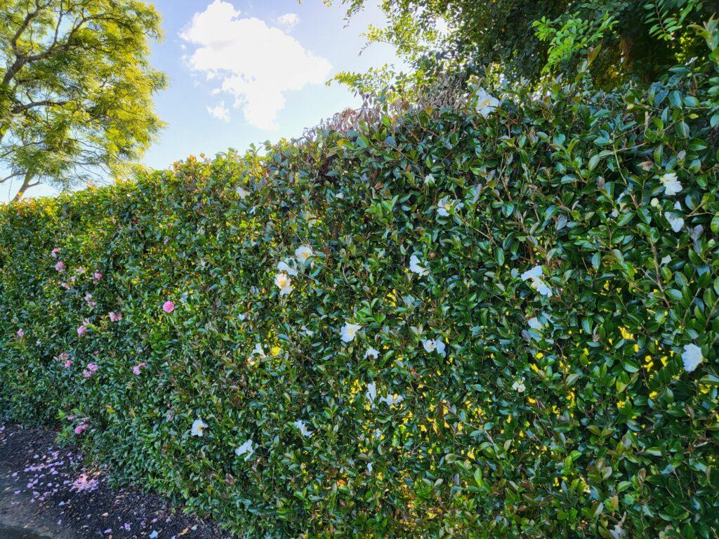 Benefits of planting a hedge - Flora Nursery